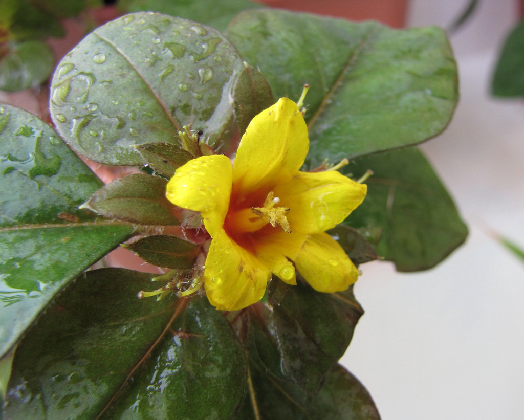 Lysimachia – Chinese Geneeswijze
